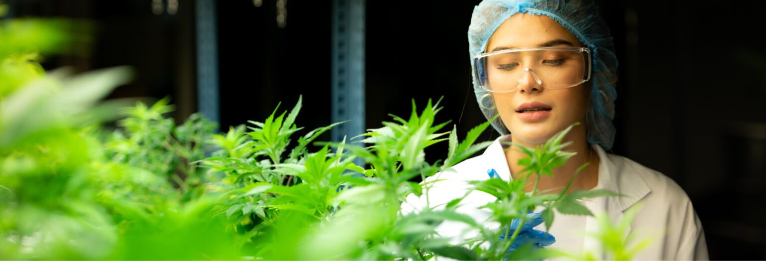 Cannabis Tissue Culture & Its Potential - Leyton Canada