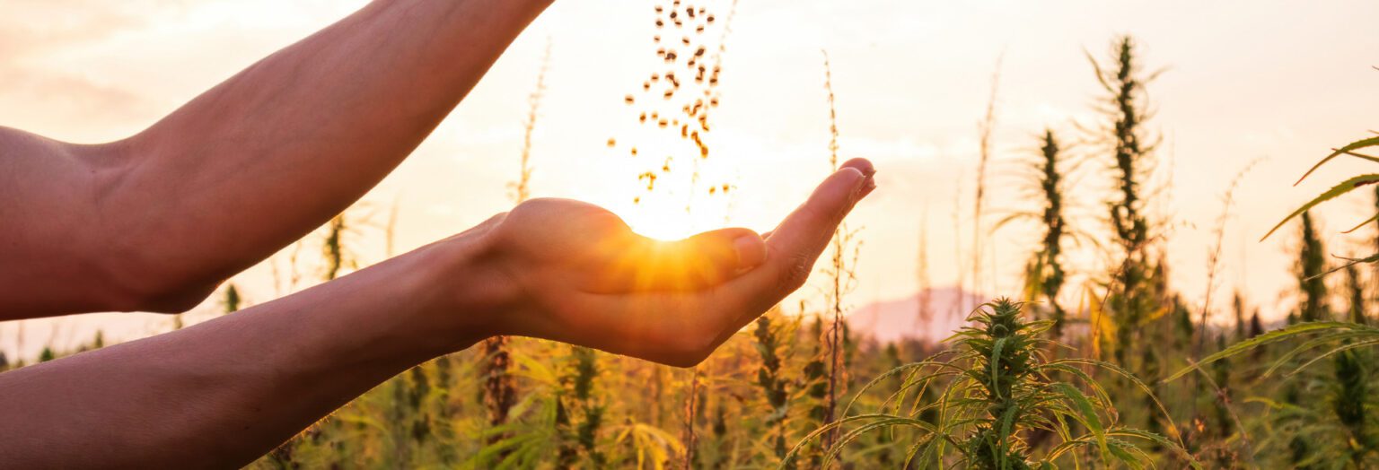 Are Hemp and Cannabis waste equivalent? - Canada