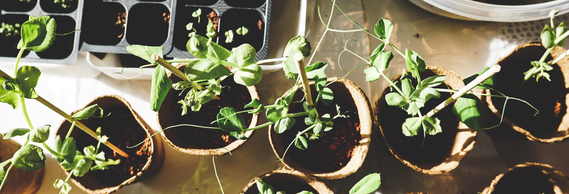 The Secret Language of Plants - Canada
